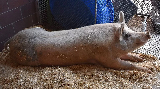 Fred, porcul de 400 de lire sterline, capturat după o serie de escapade ...